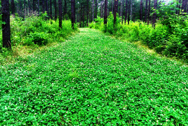Pennington Durana Clover - Shelby, NC - Cleveland Farm & Feed